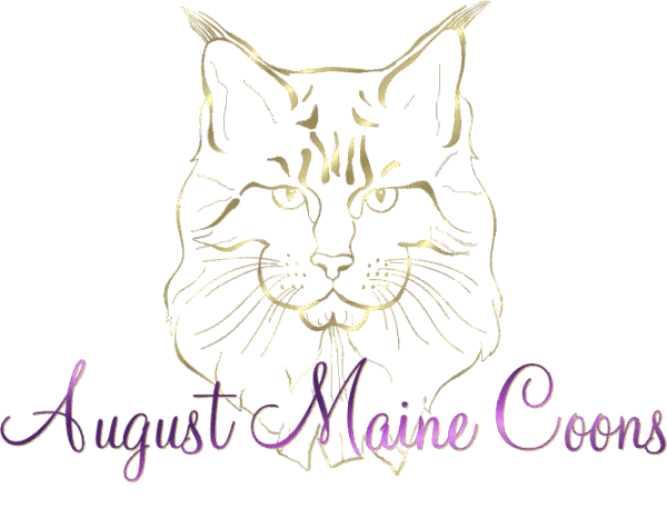 Inhibitor Gene the Silver Gene in Maine Coon Cats: Genetics & Care Guide