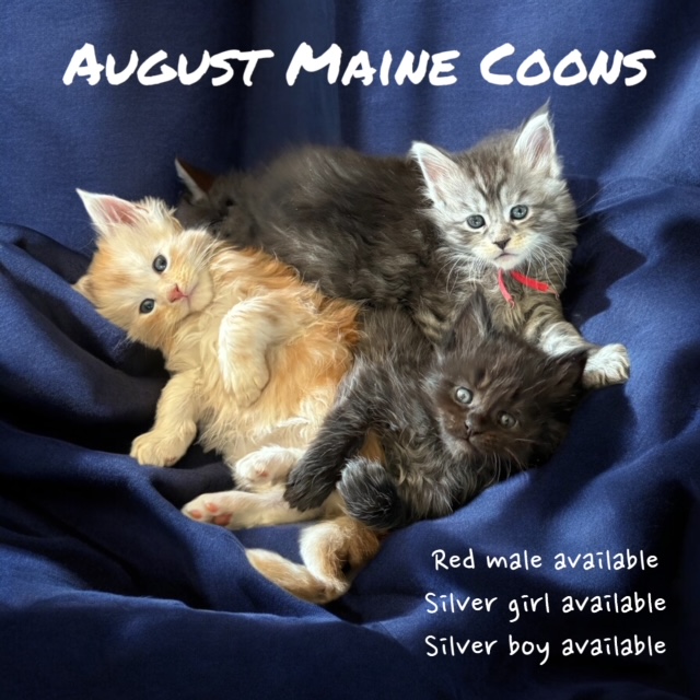 August Maine Coon Kittens in Kansas- August Maine Coons