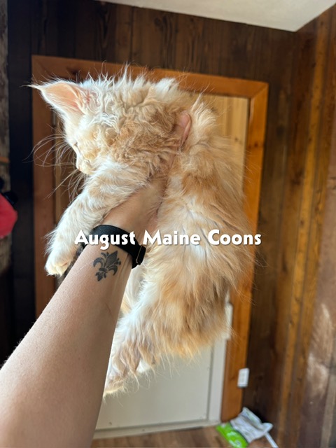 August Maine Coon Kittens in Kansas Missouri- August Maine Coons