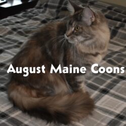 August Maine Coon Kittens in Kansas Kansas City Missouri-
