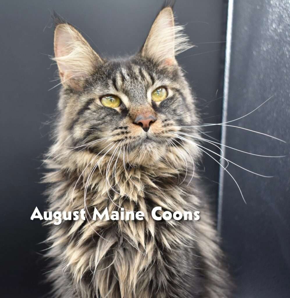 August Maine Coon Kittens in Kansas Kansas City Missouri-