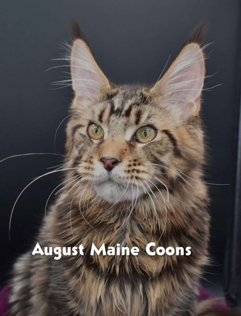 August Maine Coon Kittens in Kansas Kansas City Missouri-