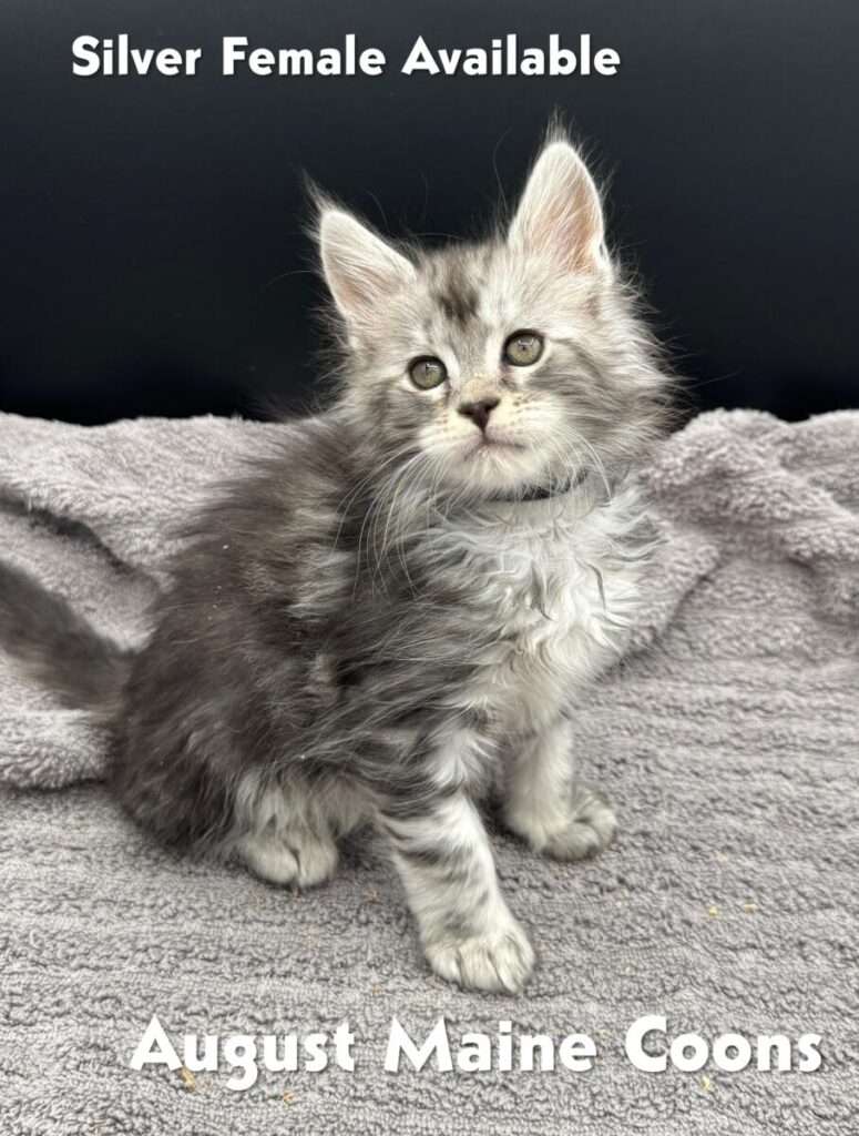 August Maine Coon Kittens in Kansas Kansas City Missouri-