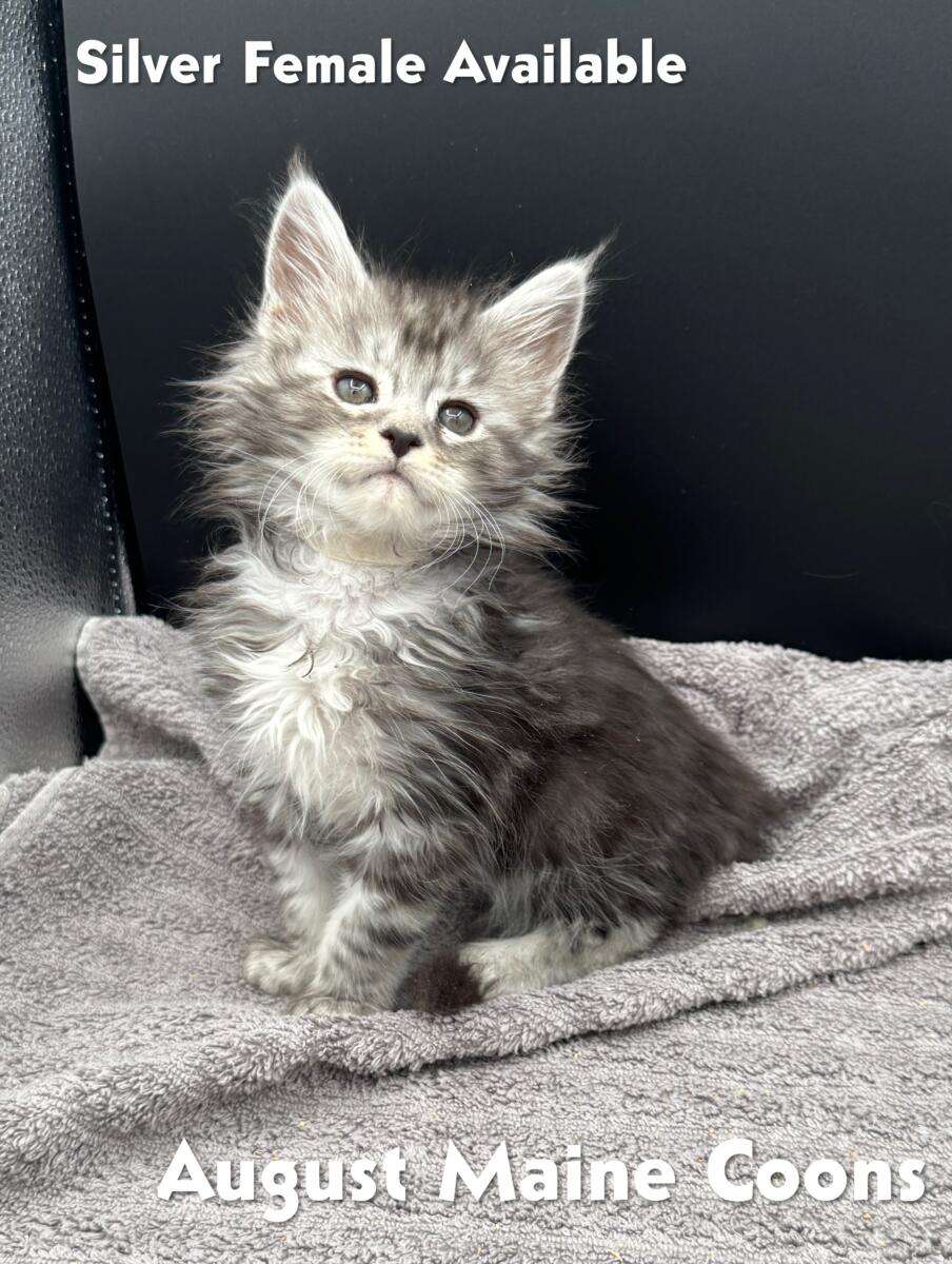 August Maine Coon Kittens in Kansas Kansas City Missouri-