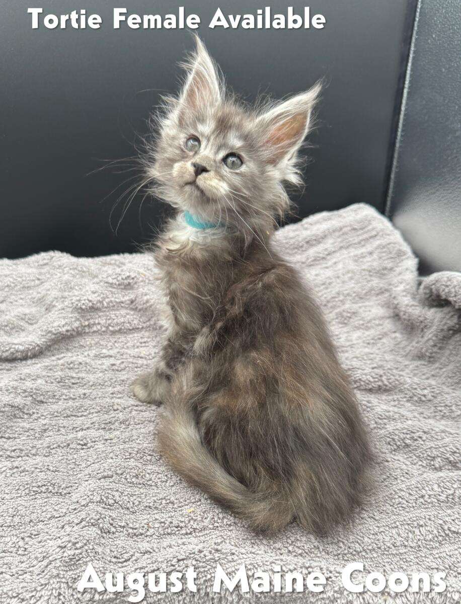 August Maine Coon Kittens in Kansas Kansas City Missouri-