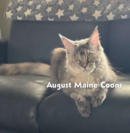 August Maine Coon Kittens in Kansas Kansas City Missouri-